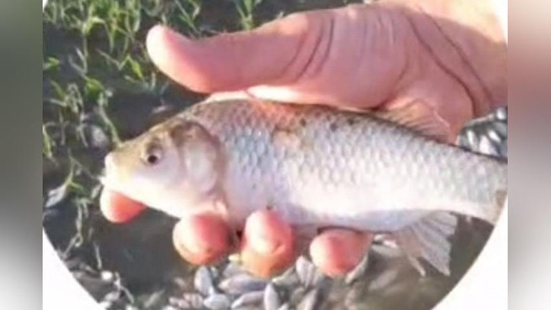 Chirchiq daryosiga o`lik baliqlar qaerdan kelib qolgani ma`lum qilindi ...
