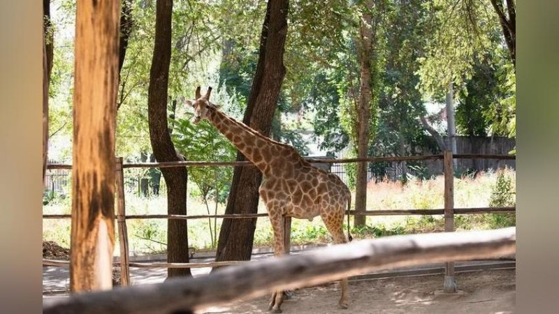 Toshkent hayvonot bog`i Alatau laqabli jirafaning o`lim sababini ma`lum ...